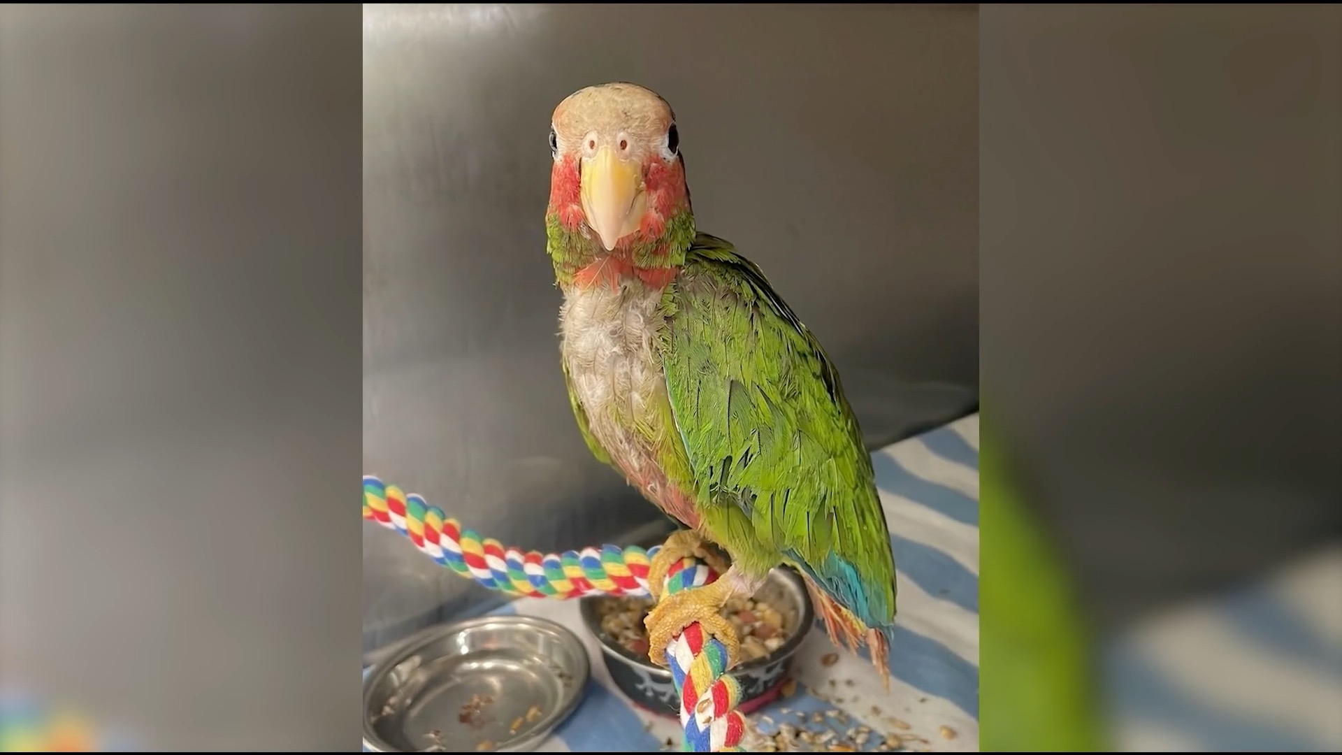 DoE – Cayman parrots - Compass TV