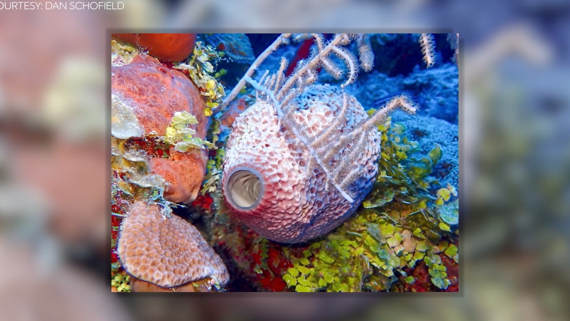 Mystery in the Deep: Cayman’s Suspected New Sea Sponge Under the ...