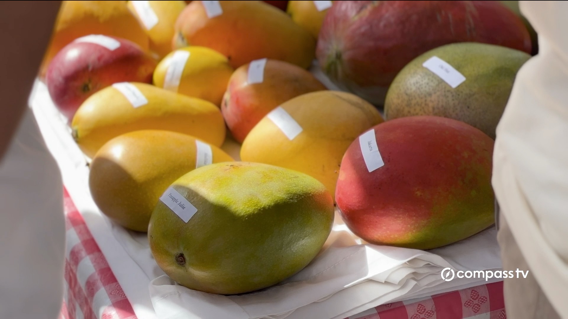 Annual Mango Fest sees record crowds - Compass TV