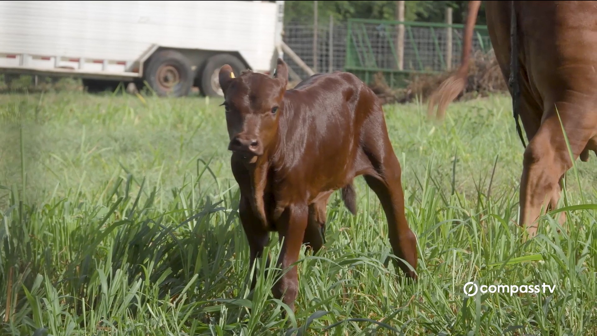 Five new calves mark progress in DOA’s cattle programme - Compass TV