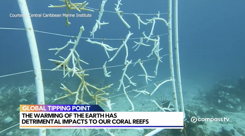 DoE - The warming of the earth has detrimental impacts to our coral ...
