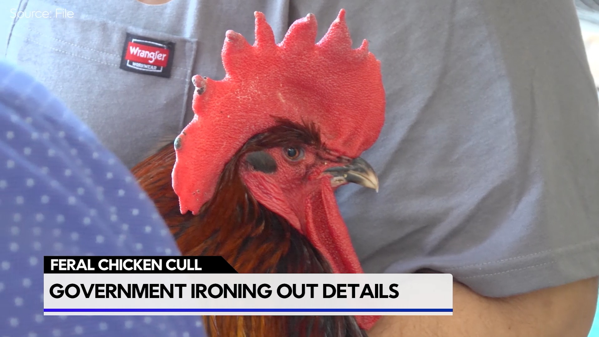 Gov't to launch feral chicken cull initiative - Compass TV