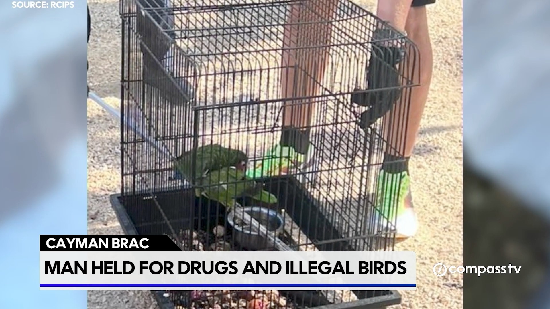 Wanted man held with drugs, illegal birds - Compass TV