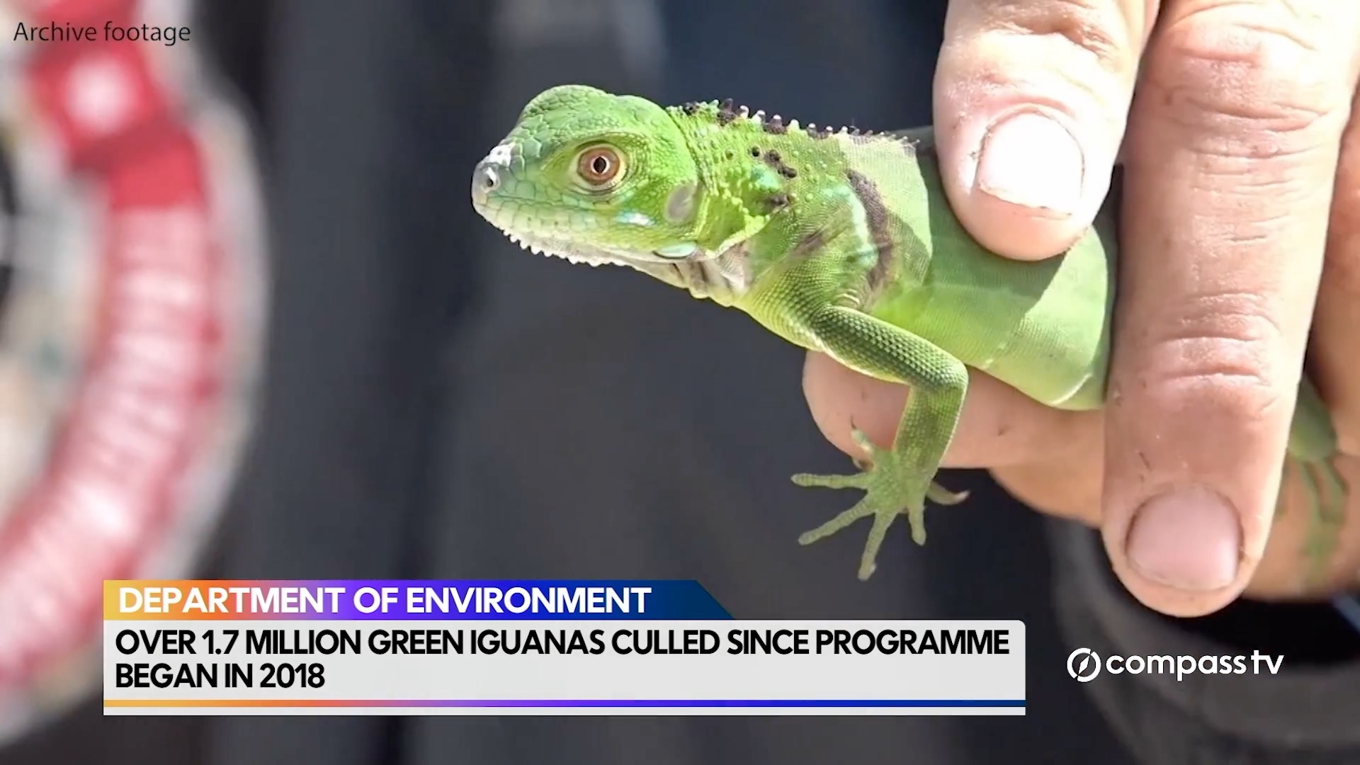 DOE - Green iguana culling - Compass TV